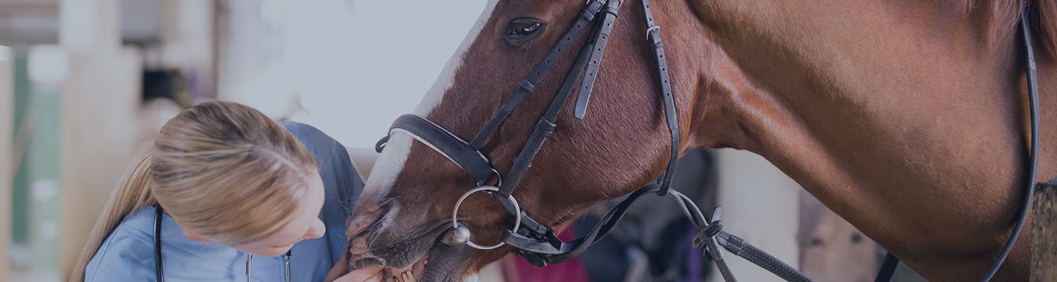 Ambulatory Care - Rancocas Veterinary Associates